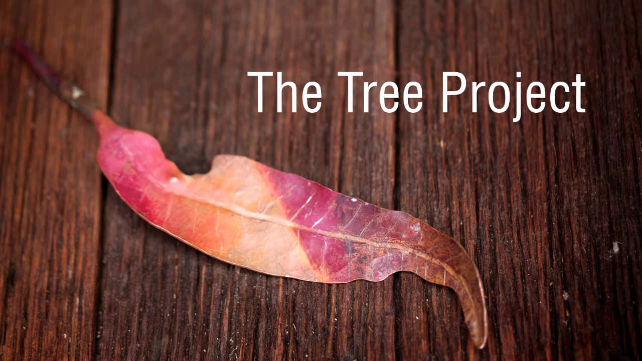 Blacksmiths Tree on Vimeo