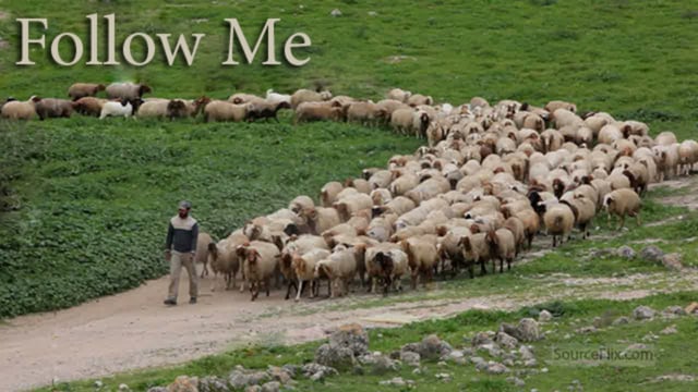 How Do Sheep Follow The Shepherd