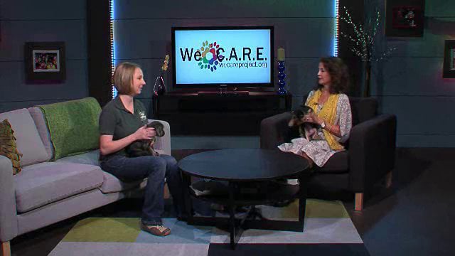 We CARE on KOFY TV 20 Adoptable Animal Videos on Vimeo