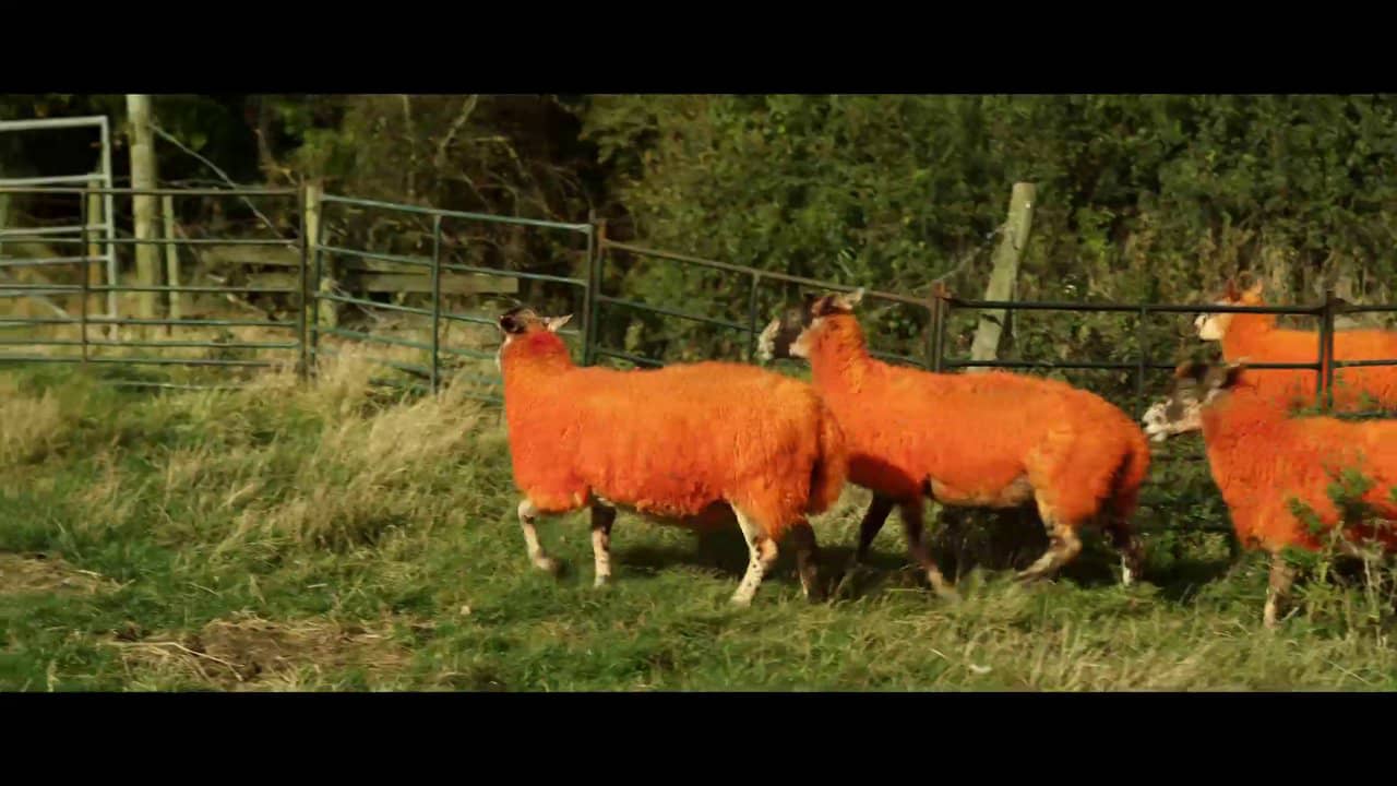St Mungo's - Ginger Sheep on Vimeo