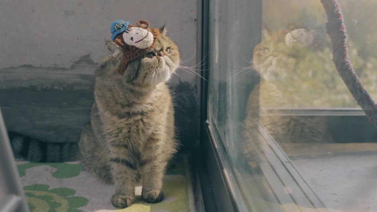 MailChimp Monkey Hats (For Cats) on Vimeo