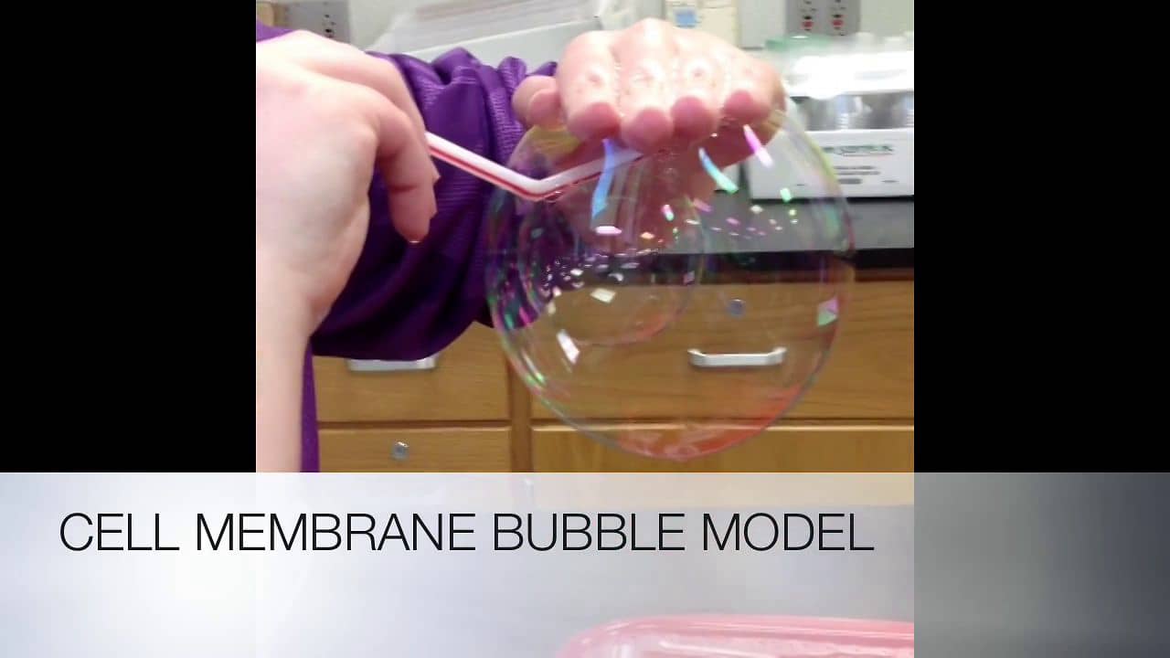 Cell Membrane Soap Bubble Lab on Vimeo