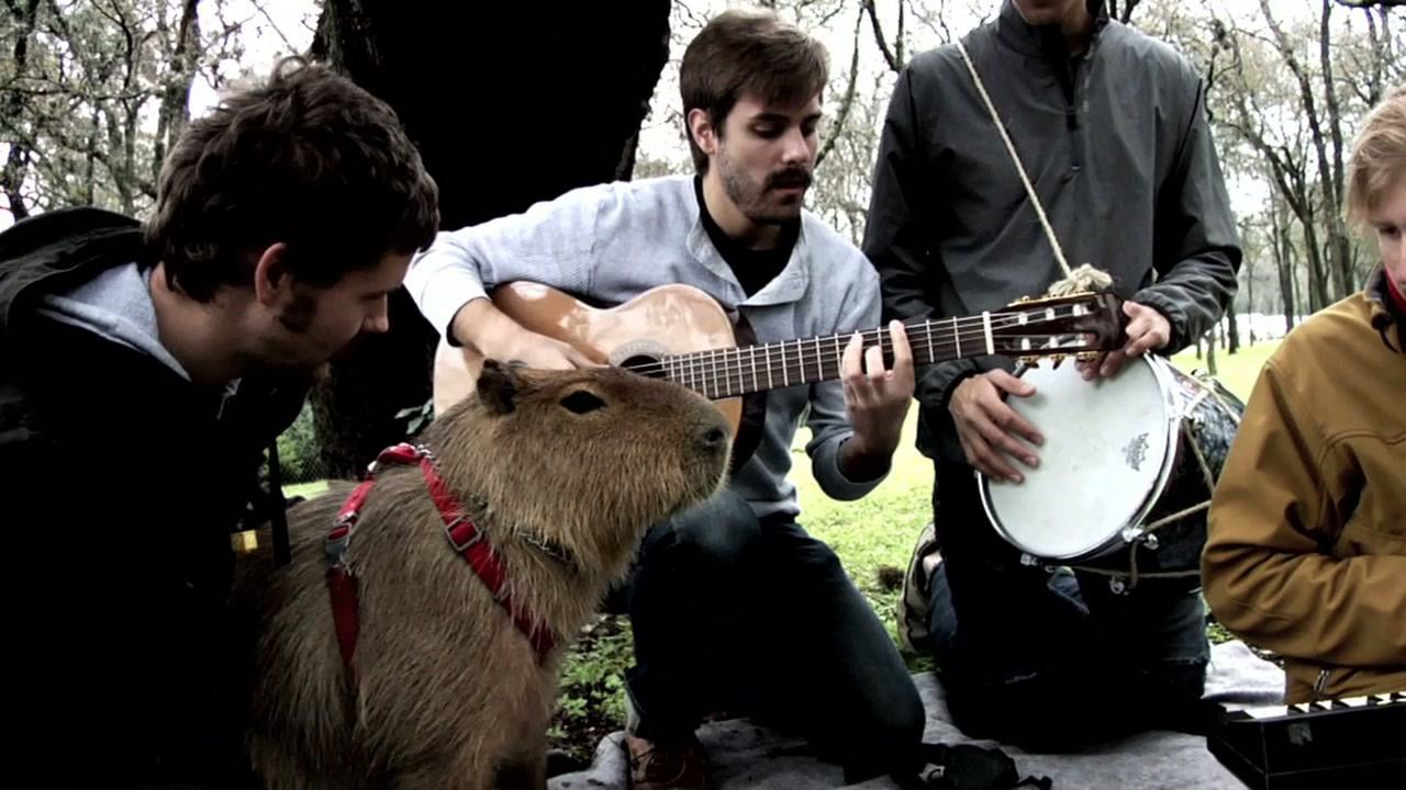CAPYBARA sings to a capybara. on Vimeo