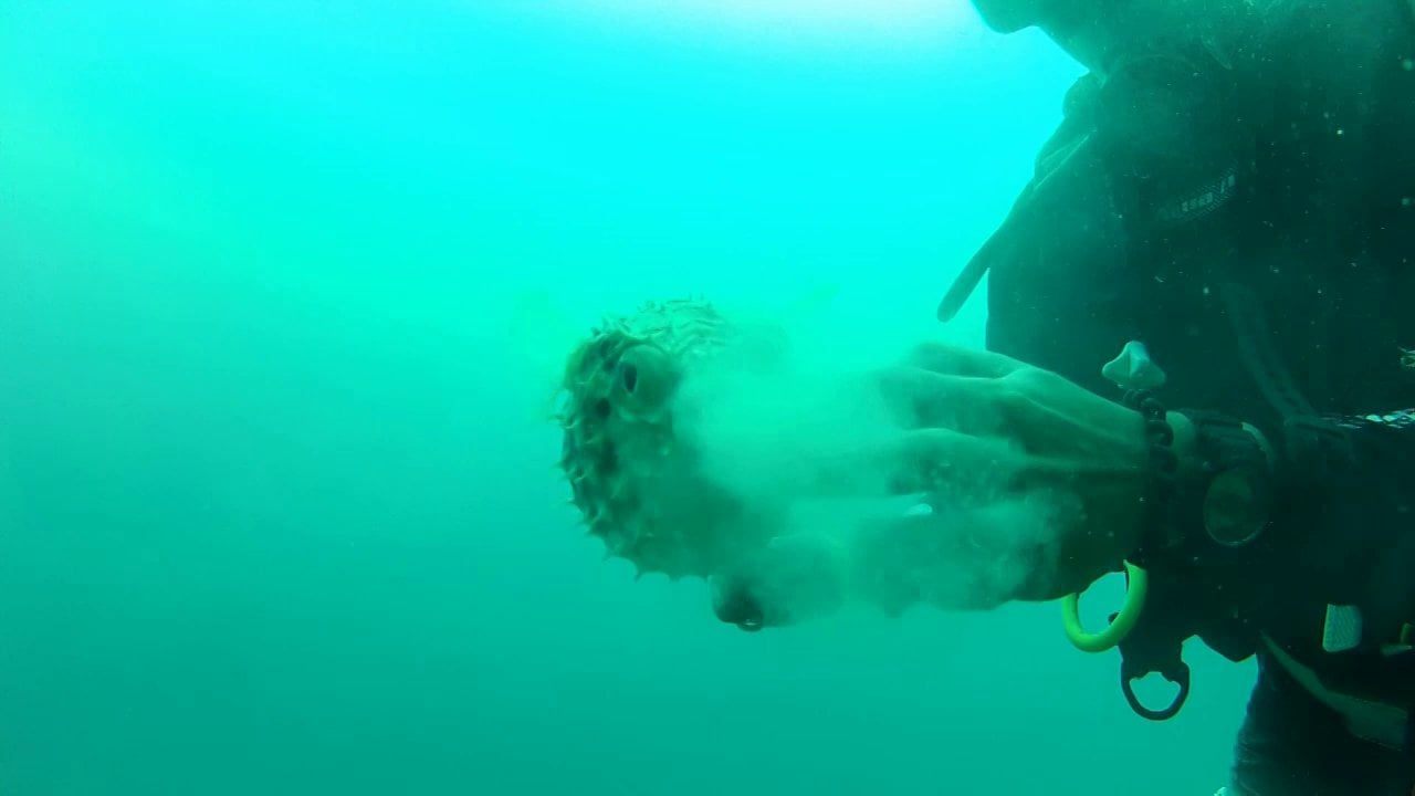 Dive on Vimeo