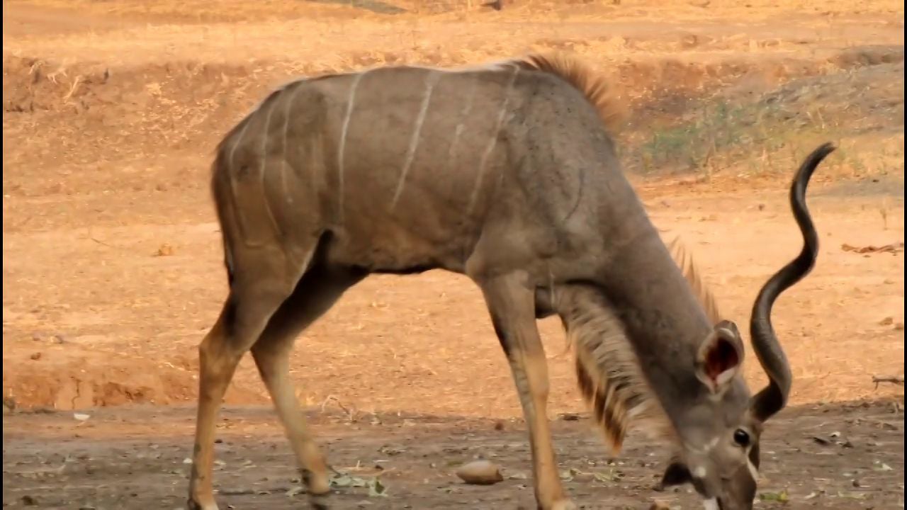 S Africa/Zim: Animals on Vimeo