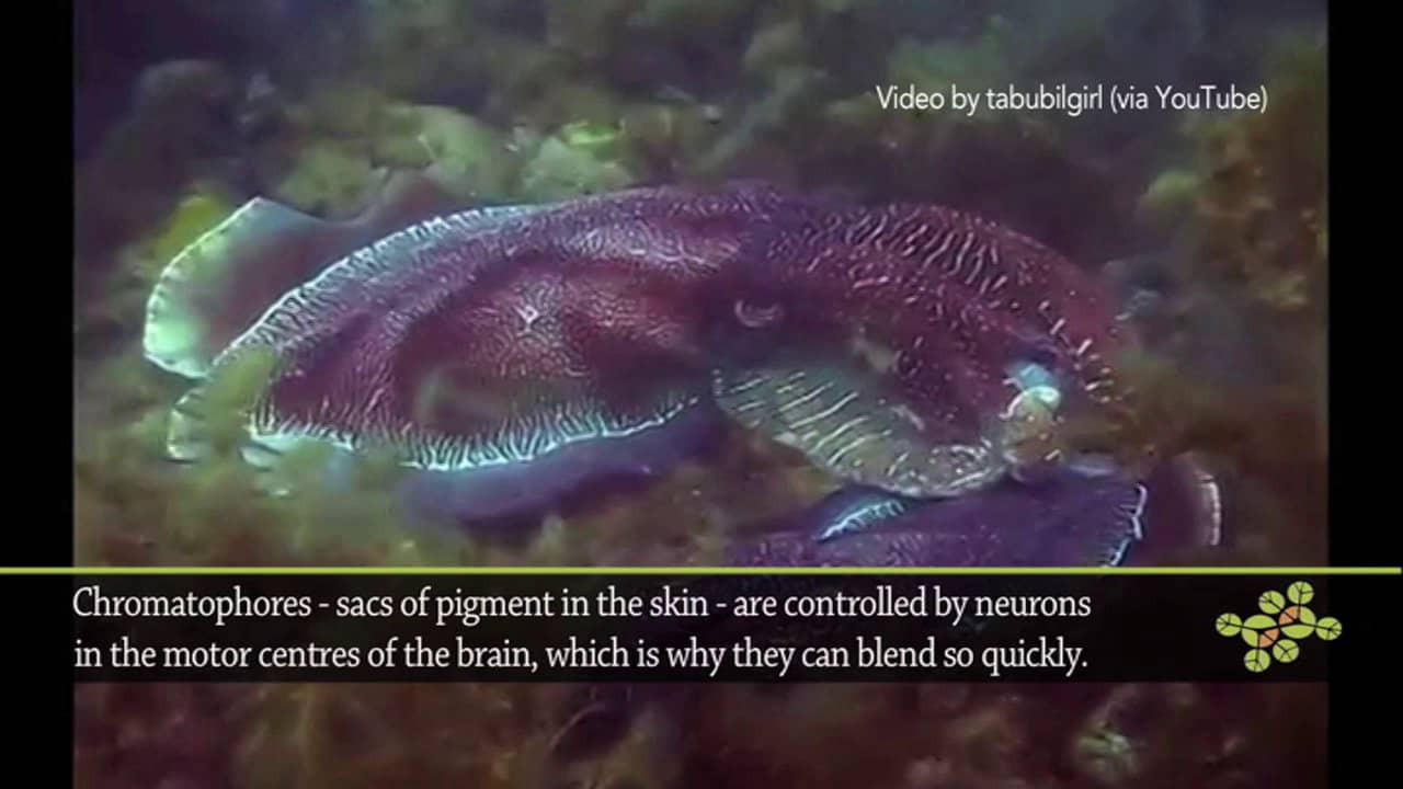 How do octopuses change color? – AskNature Nuggets on Vimeo