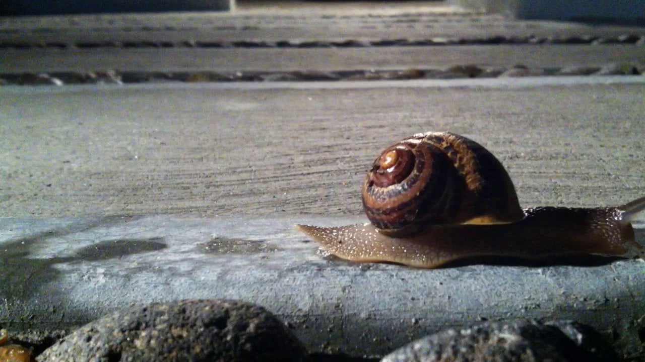 Lento pero seguro on Vimeo