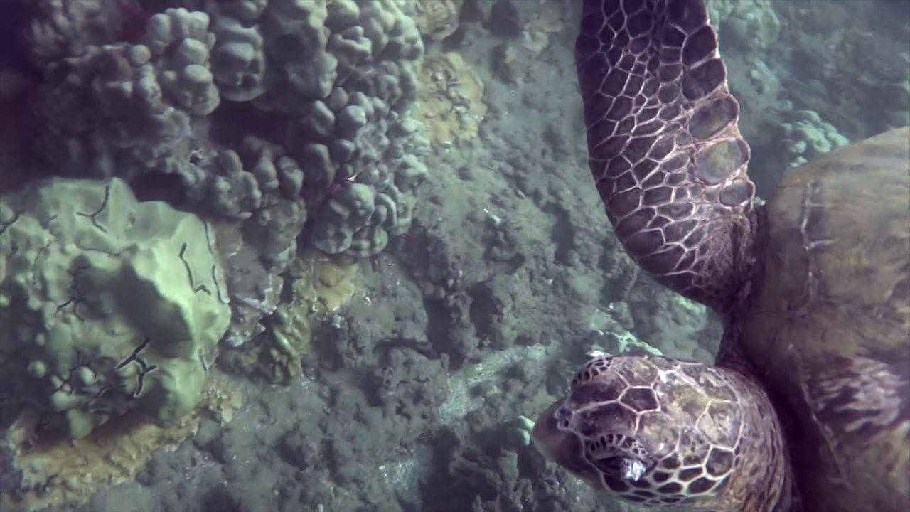 Turtle approaching on Vimeo
