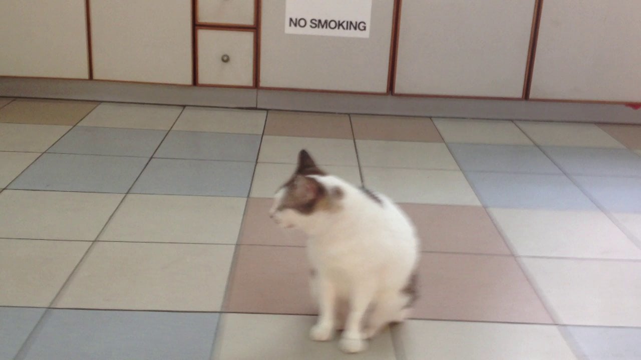 Fei Mui Mui 08-11-2012 on Vimeo