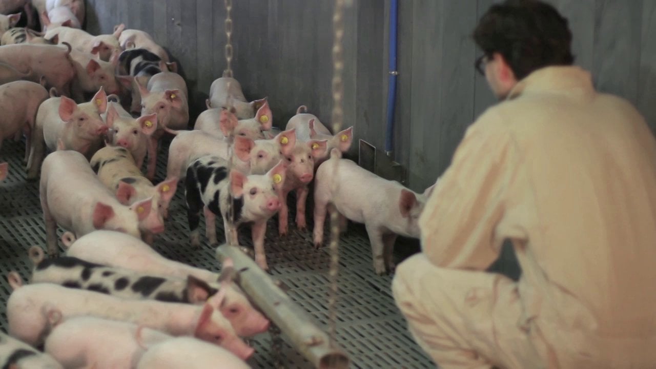 Playing with Pigs: Pig Chase Playtest on Vimeo