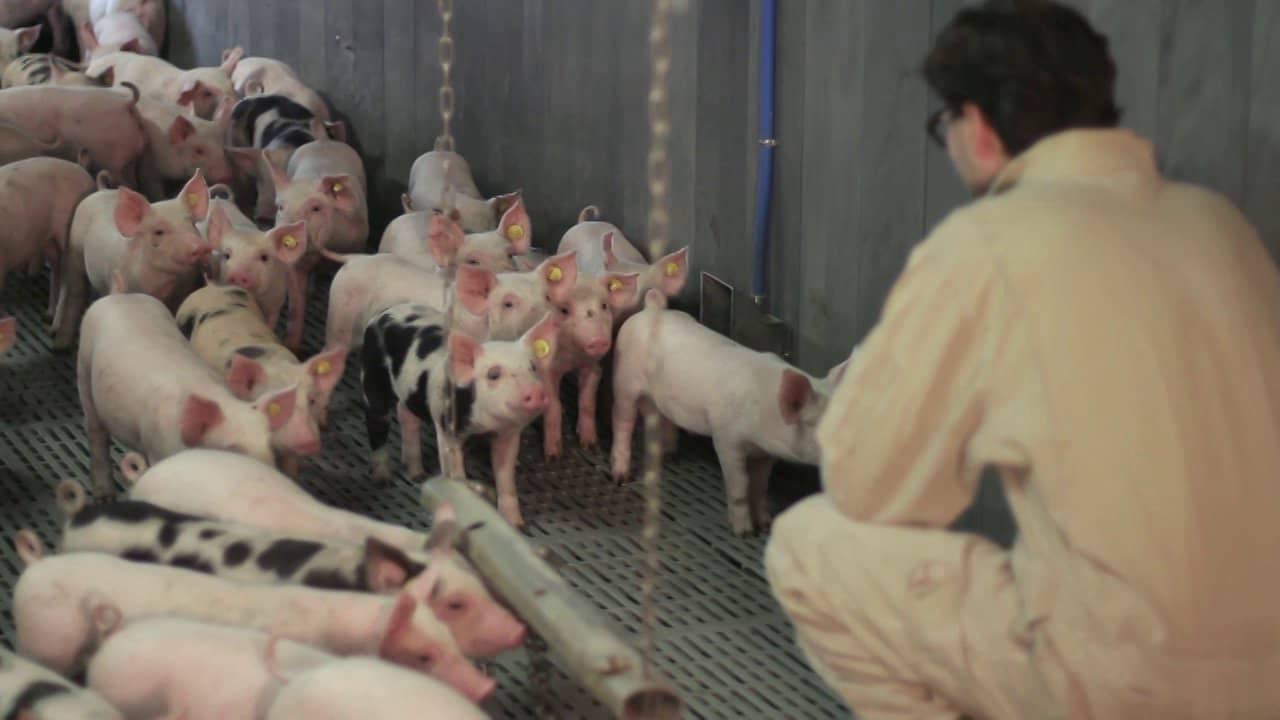 Playing with Pigs: Pig Chase Playtest on Vimeo