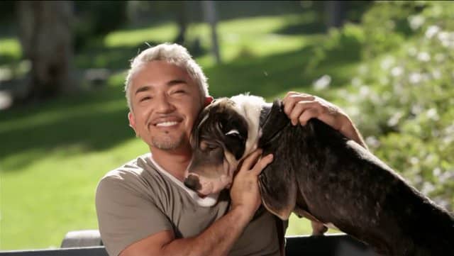 Cesar Millan & Subaru Adoption PSA on Vimeo