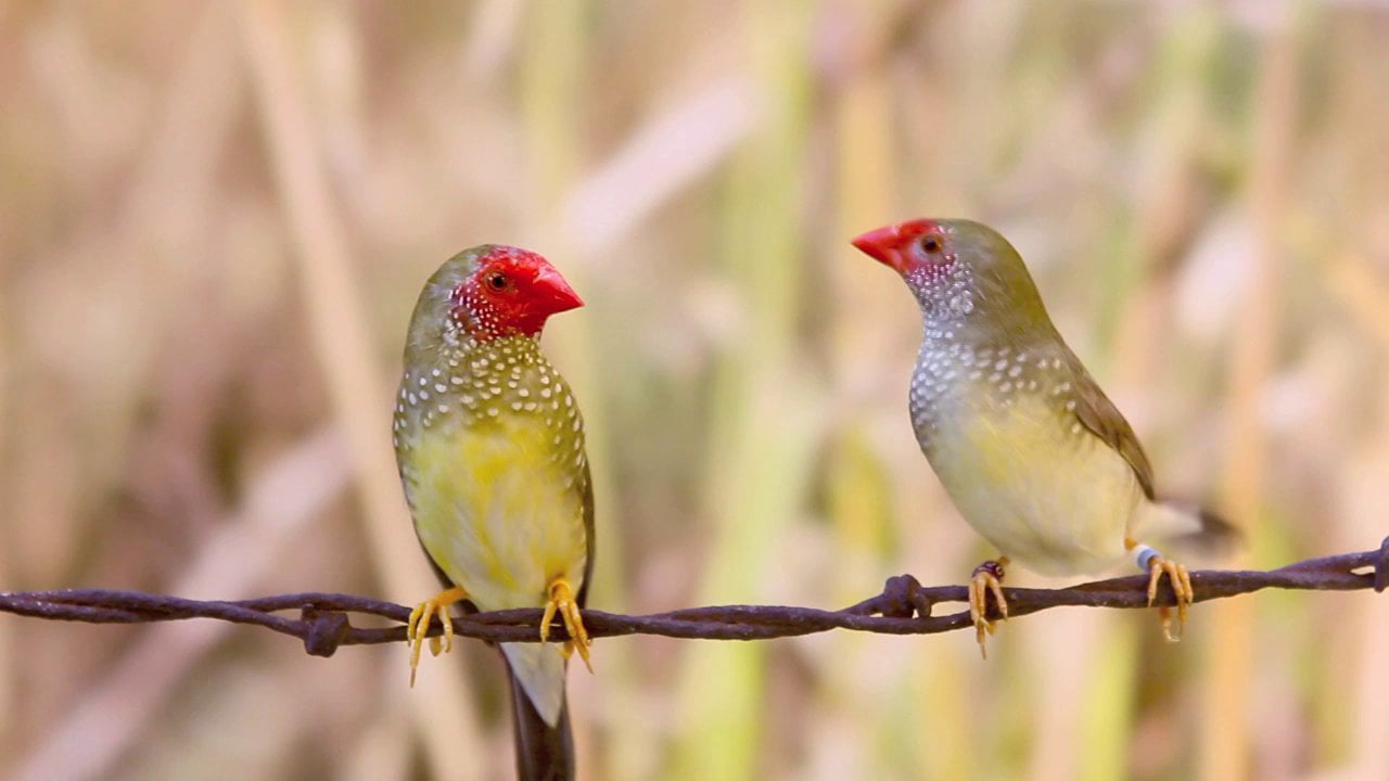 Star Finch pair on Vimeo