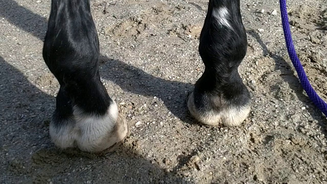 Swollen fetlock on Vimeo