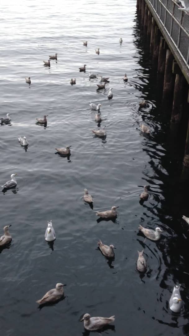 Birds of Seattle on Vimeo