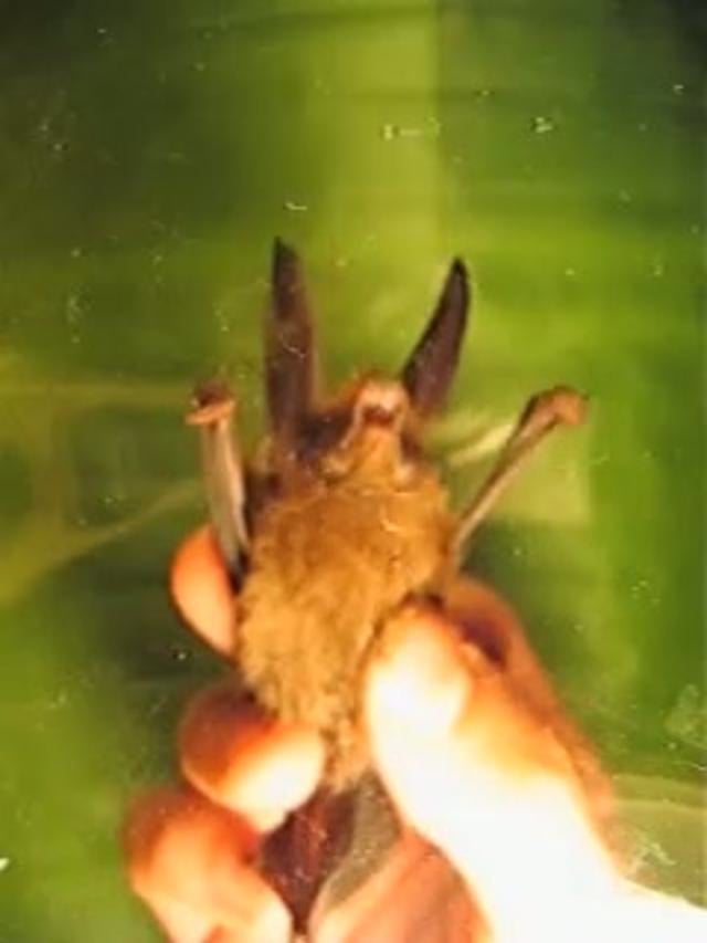 Unpeeling a sucker-footed bat on Vimeo