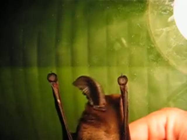 Sucker-footed bat on Vimeo