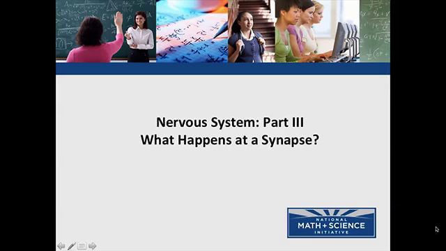 AP Biology: Nervous System Part III, What Happens at a Synapse in AP ...