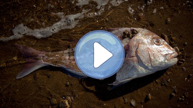 Free Fish Heads on Vimeo