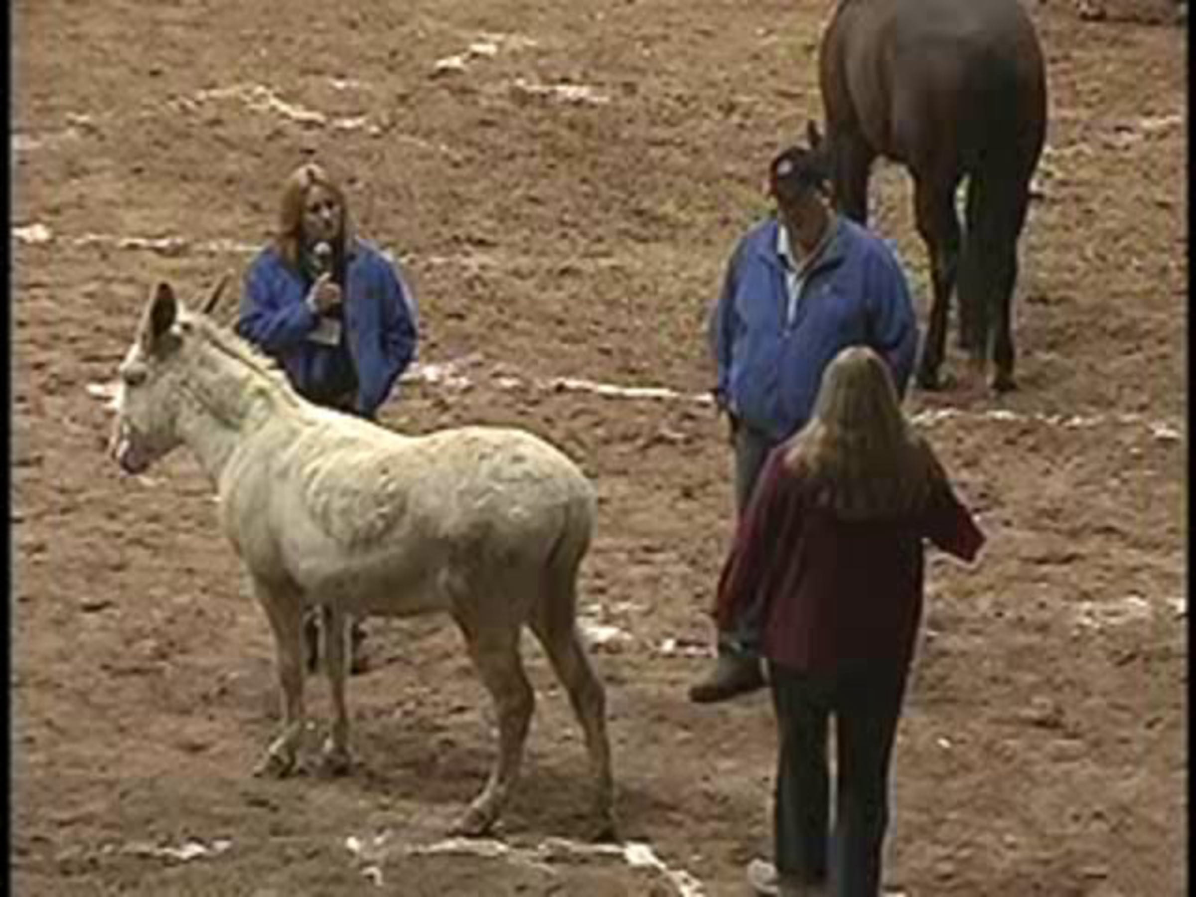Demonstration of EAGALA Model Equine Assisted Psychotherapy Sessions 1 ...
