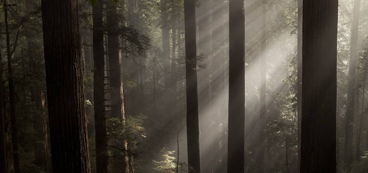 Primeval Forest on Vimeo