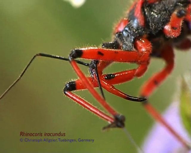 Antenna Cleaning Behavior of the Assassin Bug Rhinocoris iracundus on Vimeo