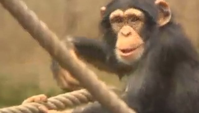The WGBH Lab Sandbox - What's Your Life Story: Chimps Offering Advice ...