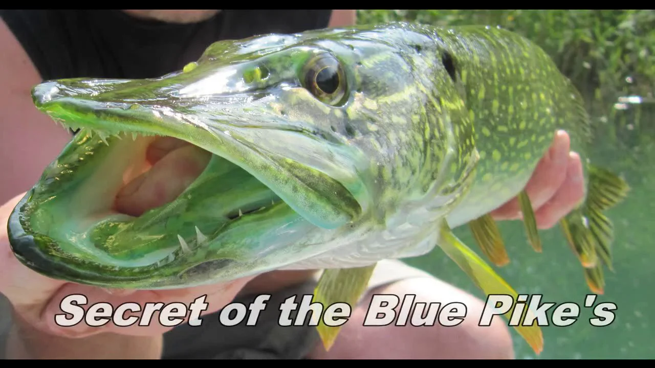 Secret of the Blue Pike on Vimeo