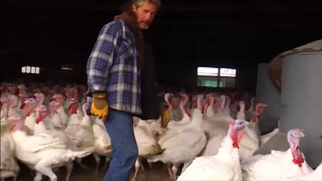Hoka Turkey Farm on Vimeo