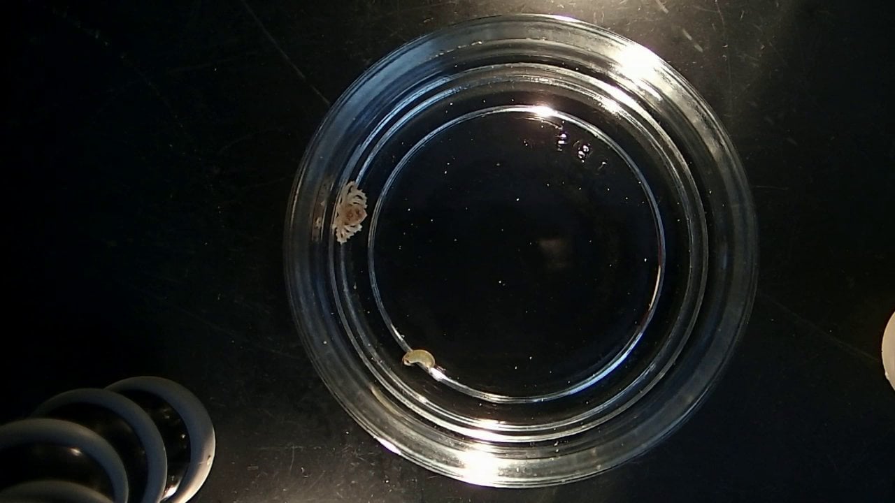 Tupactopus hatchling attacks an amphipod to eat. on Vimeo