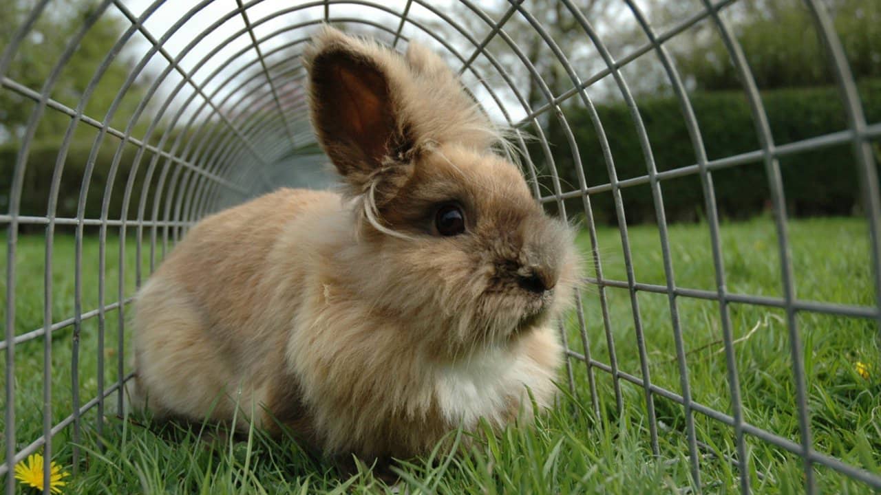 Runaround - The best place for a Rabbit on Vimeo