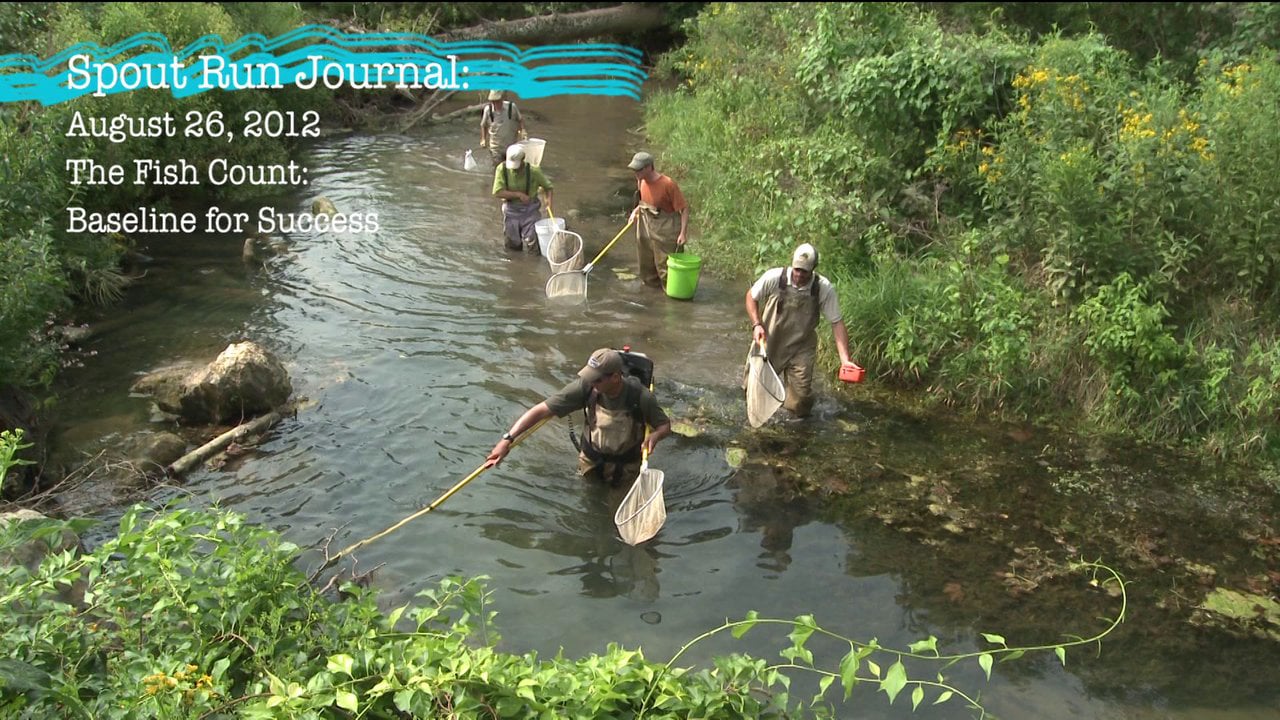 Spout Run Journal August 2012: Fish Count on Vimeo