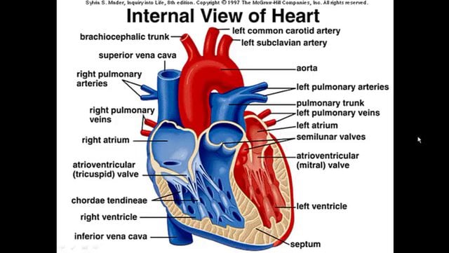 heart flipped blood flow and heart structure on Vimeo
