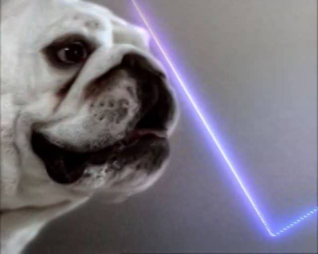 Pleix - "Birds" Slow motion dogs on Vimeo