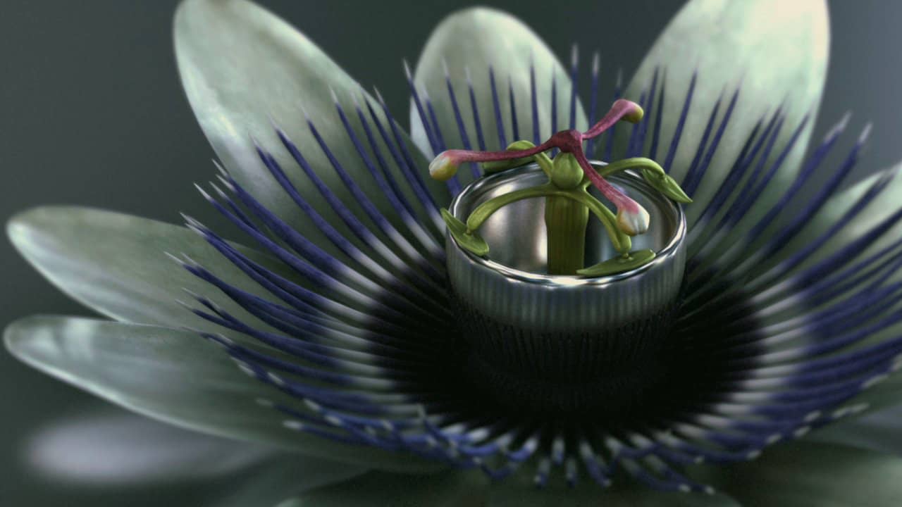 Amazing Life on Vimeo