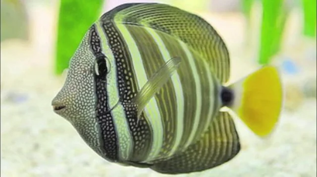 Fishoes )) fishYOU on Vimeo