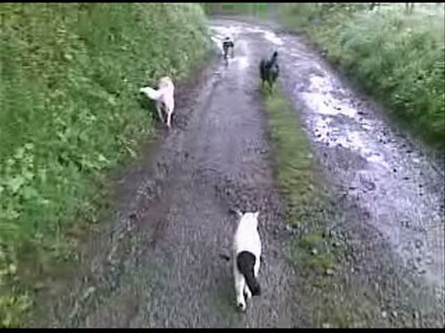 PhoneVideoDairy09:Dogs & Cats on Vimeo