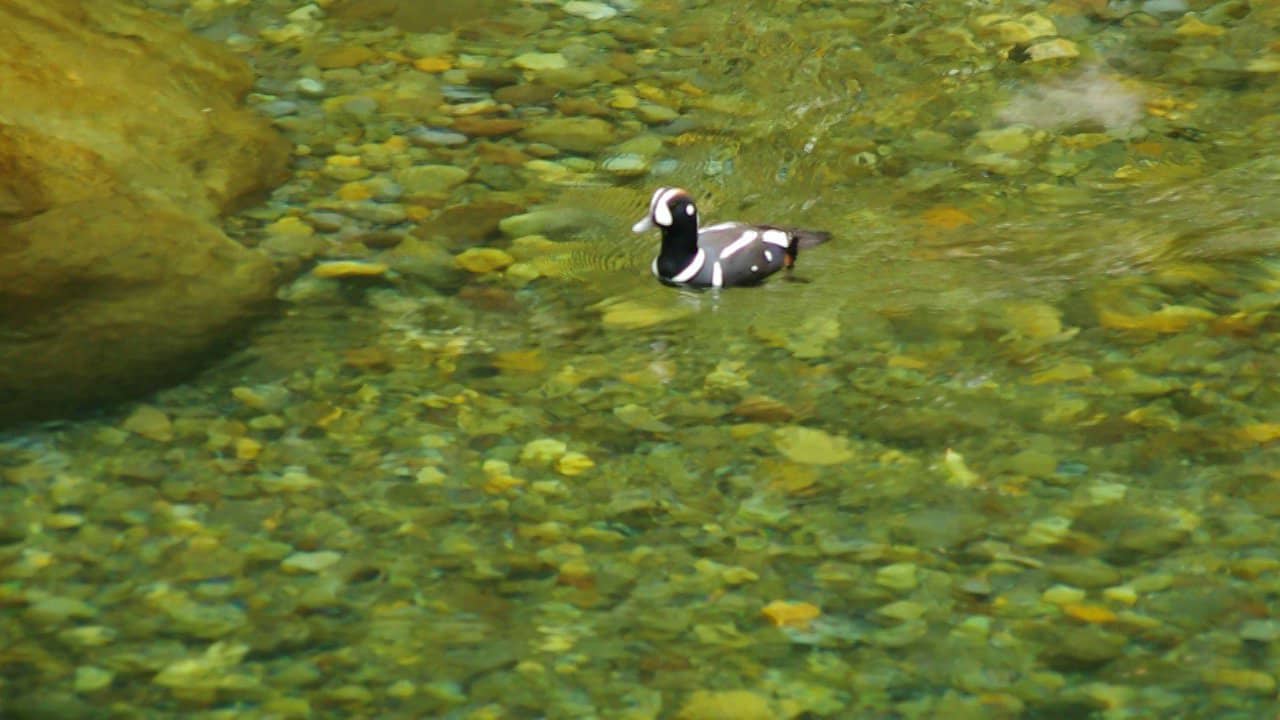 Harlequin Duck - Mount Rainier National Park on Vimeo