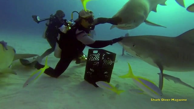 Shark Diver Magazine on Vimeo