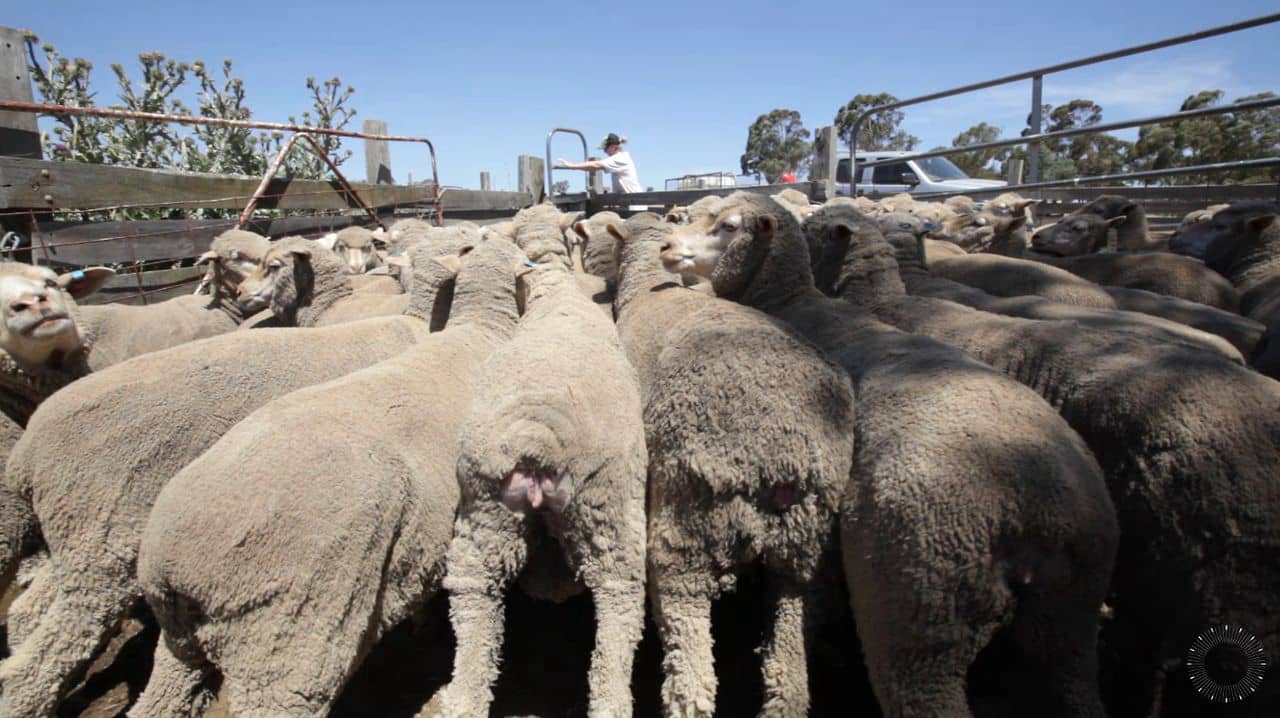 Mulesing Sheep - It's Complicated on Vimeo