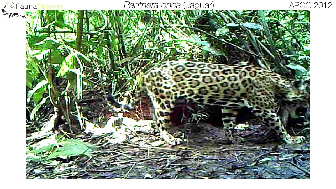 Jaguar - ARCC - Camera Trap Footage [Panthera onca]