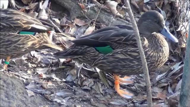 Meller's duck - Meller's eend - Anas melleri on Vimeo