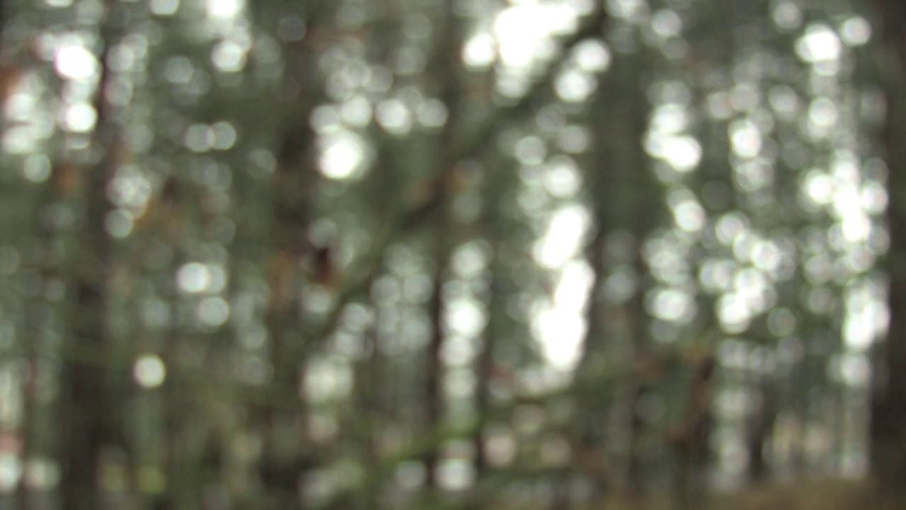 Forest on Vimeo