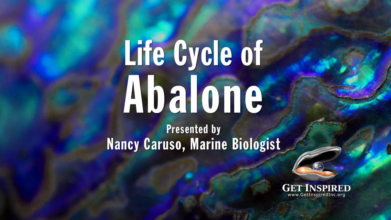 Movie-abalone anatomy and reproduction on Vimeo