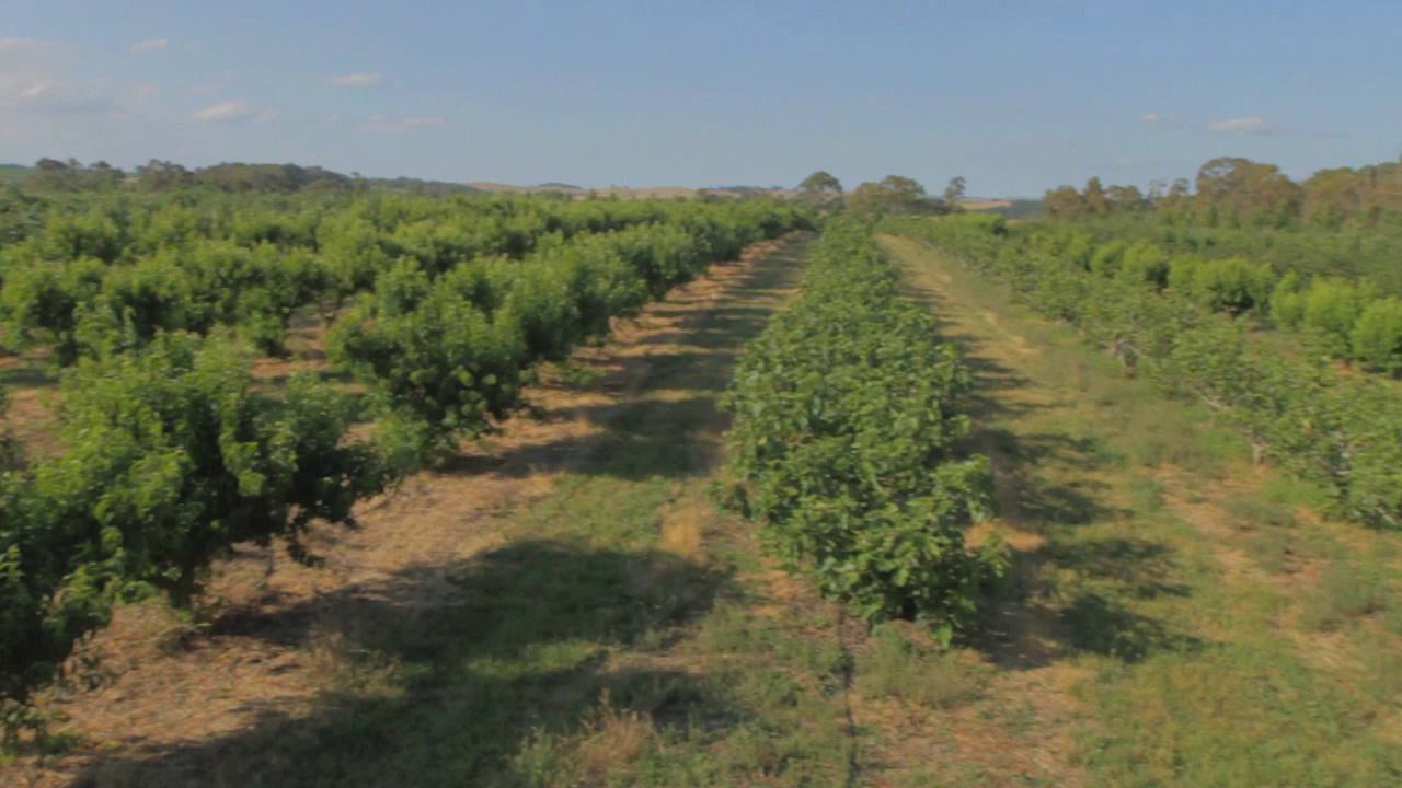 Young Fruit at The Farm Gate on Vimeo
