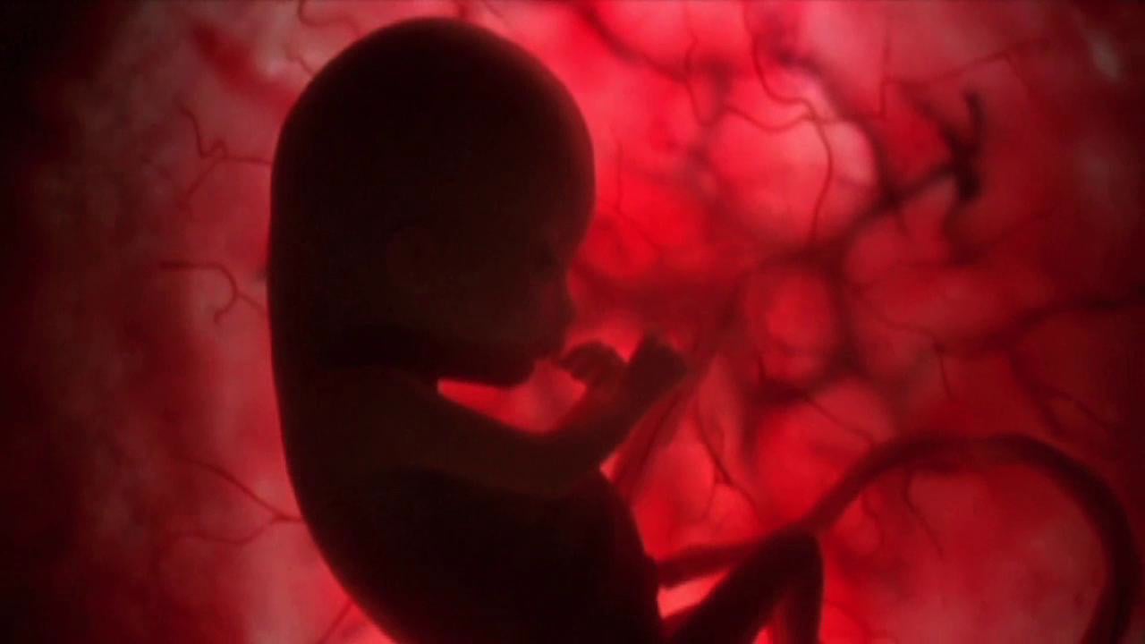 Brought To Life: National Geographic's The Womb on Vimeo