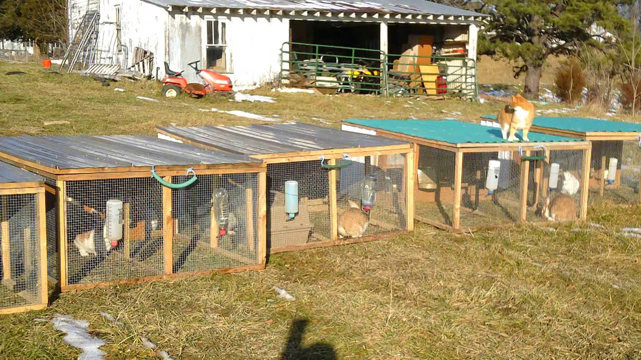 Pastured rabbits on Vimeo