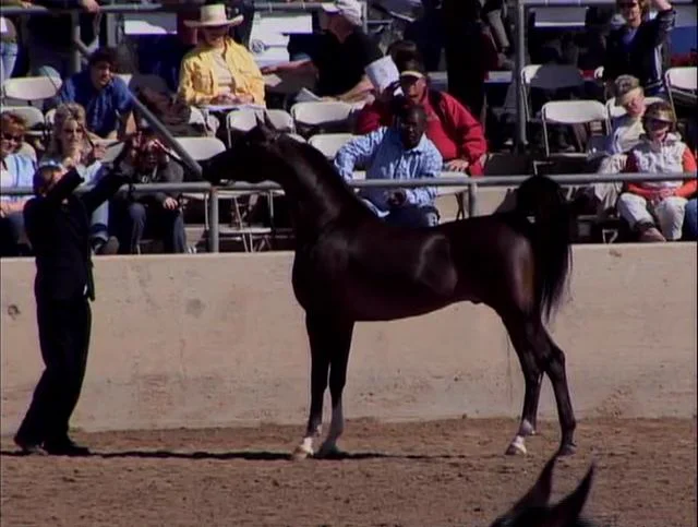 Arabian Halter Class