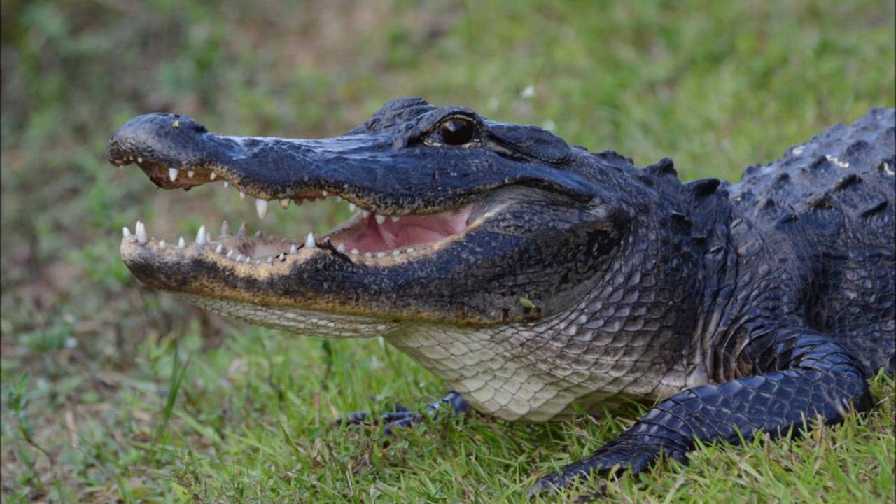 Male American Alligator Bellowing, Everglades National Park on Vimeo