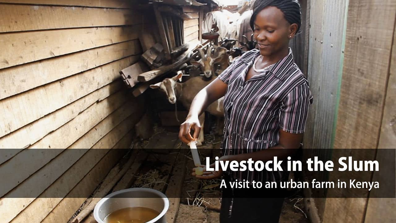 Livestock in the Slum: A visit to an urban farm in Kenya on Vimeo